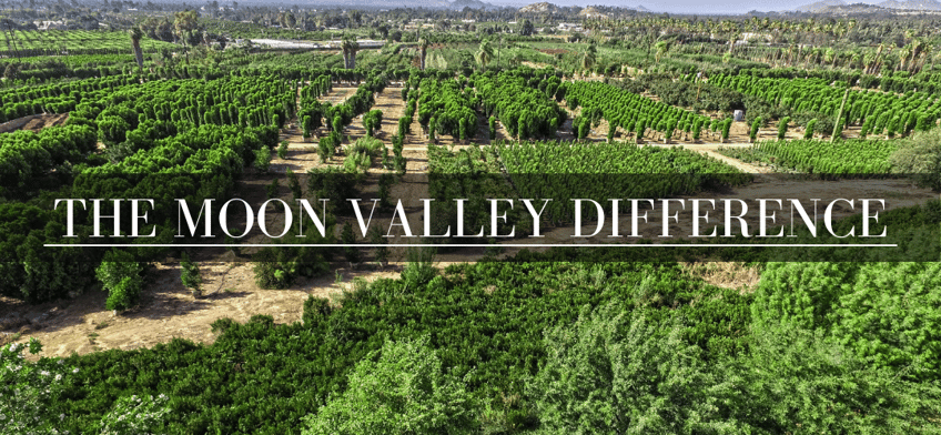 THE MOON VALLEY DIFFERENCE